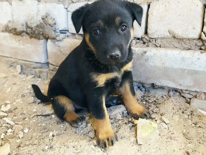 Малышкам очень нужен дом