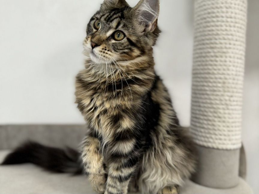 Мейн-кун Руна