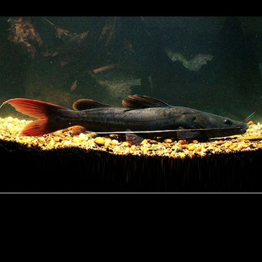 Сом багрус виски и другие