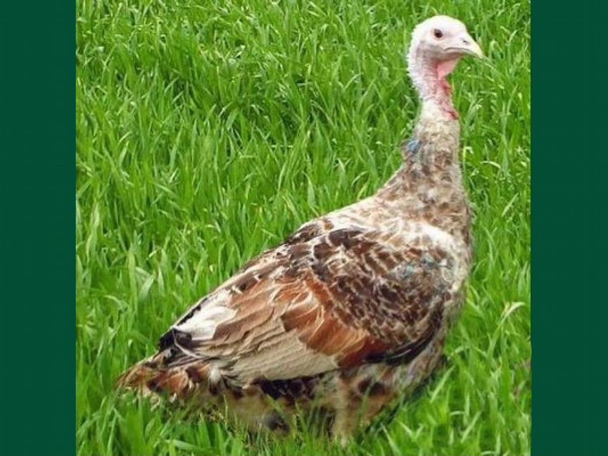 Индюк и индюшки