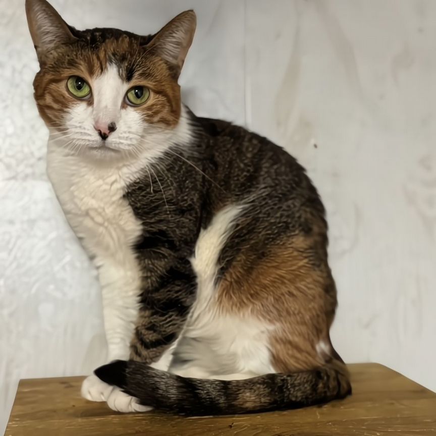 Взрослая, Девочка кошка в добрые руки