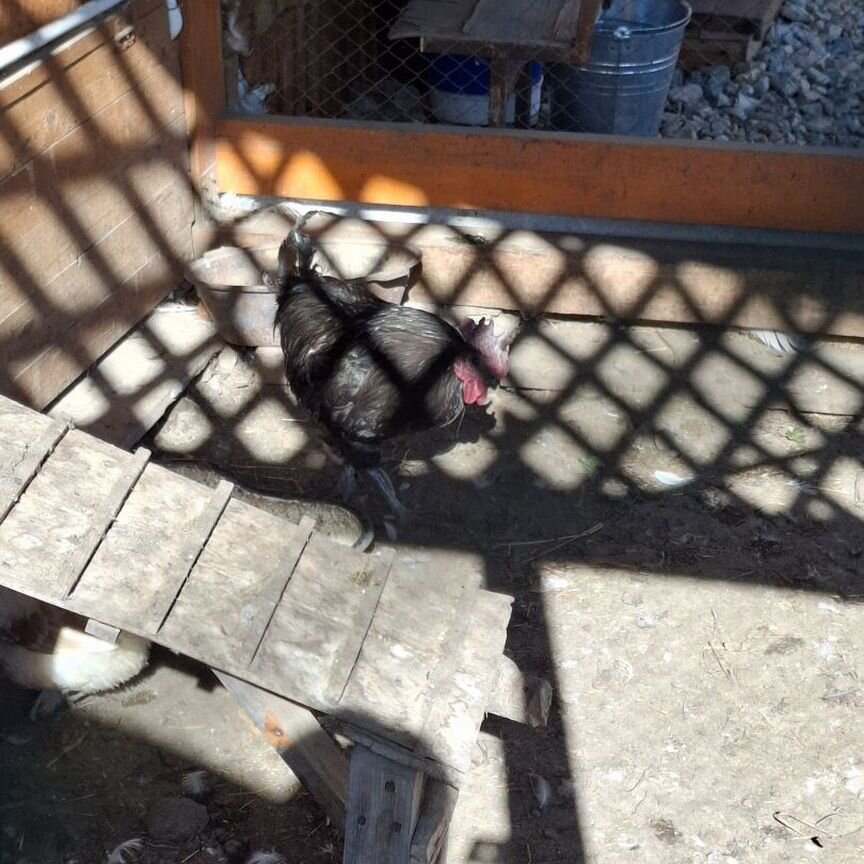 Петух китайский чёрный