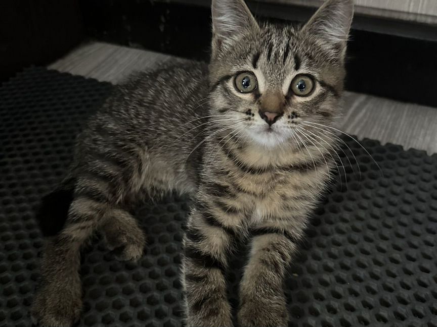 Котята