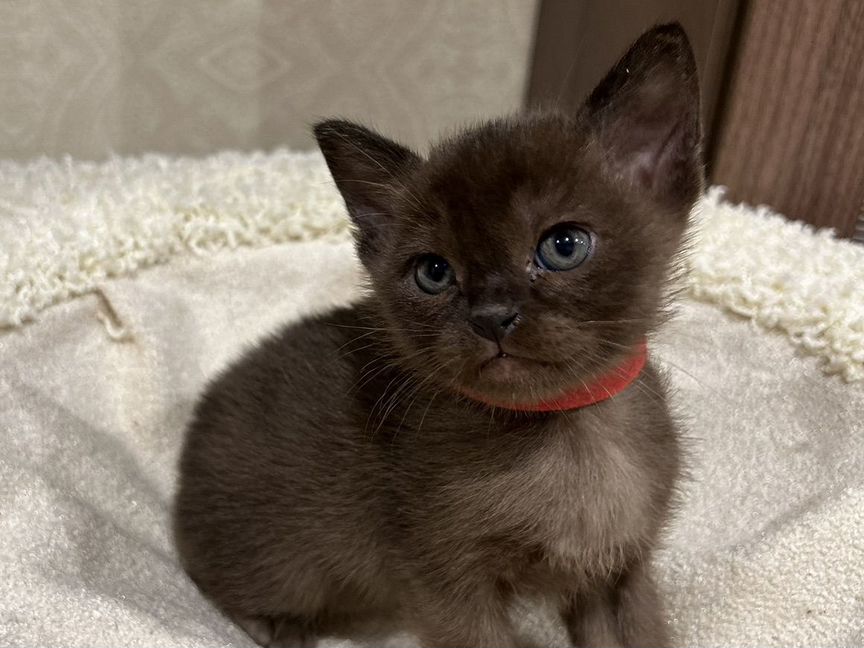 Котята европейской бурмы