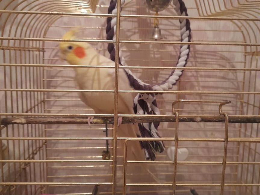 Попугай Карелла