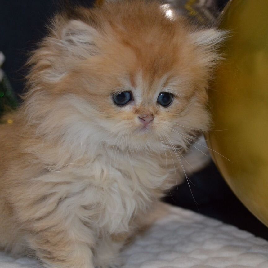 Британские котята