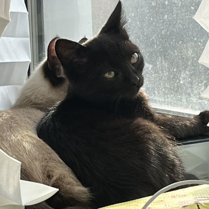 Котёнок в добрые руки