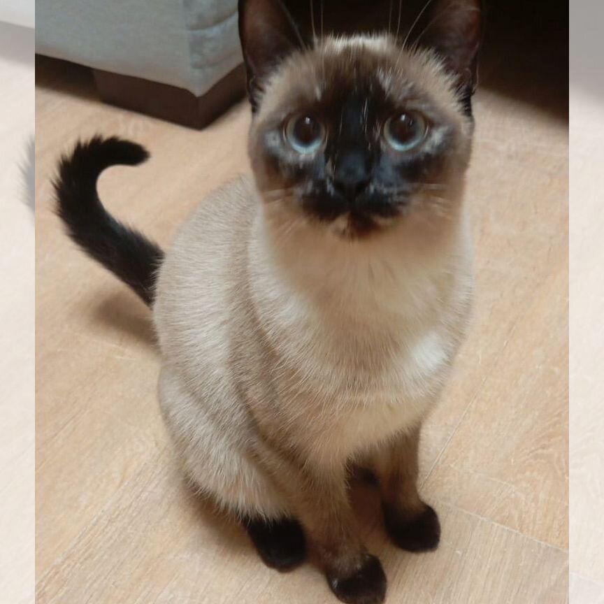 Отдам сиамскую кошку добрые руки