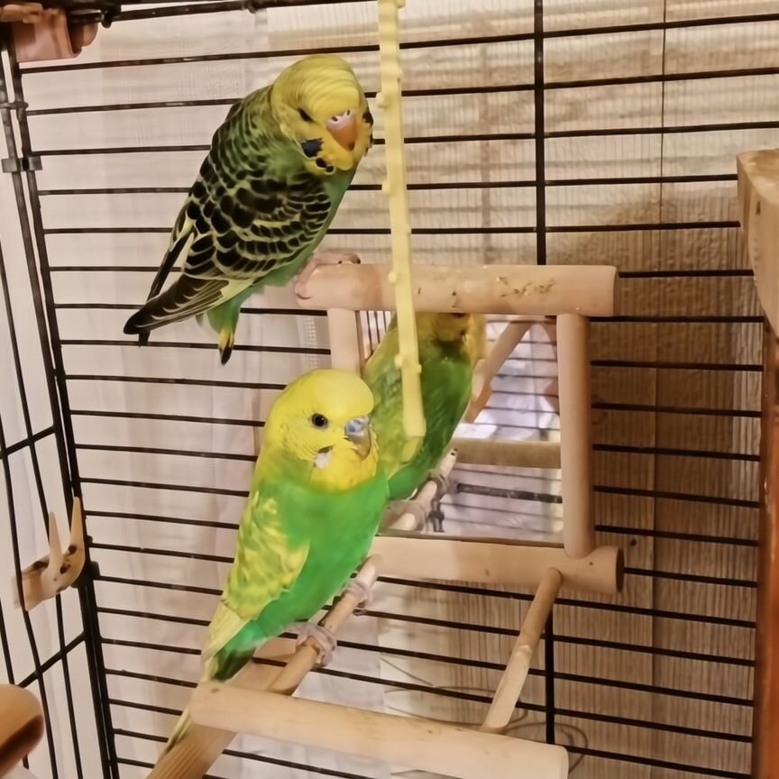 Птенцы волнистый попугай