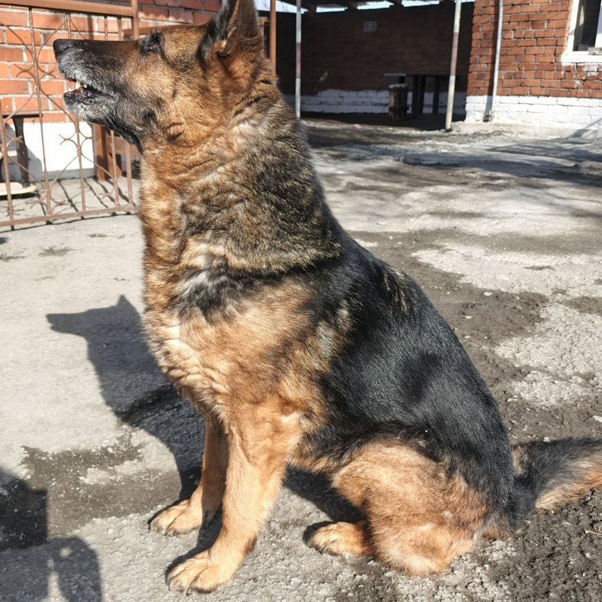 Немецкая овчарка, взрослая собака