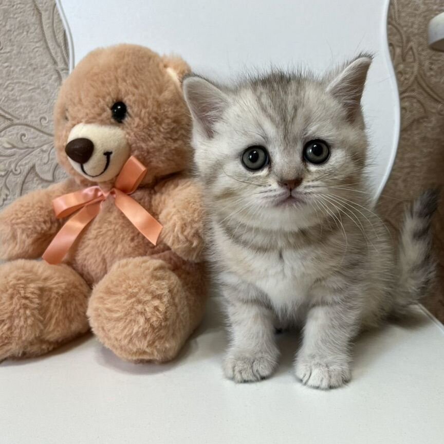 Шотландский прямоухий длинношёрстный котёнок