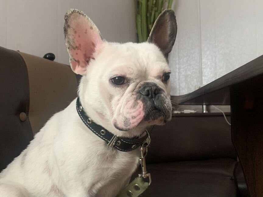 Французский бульдог