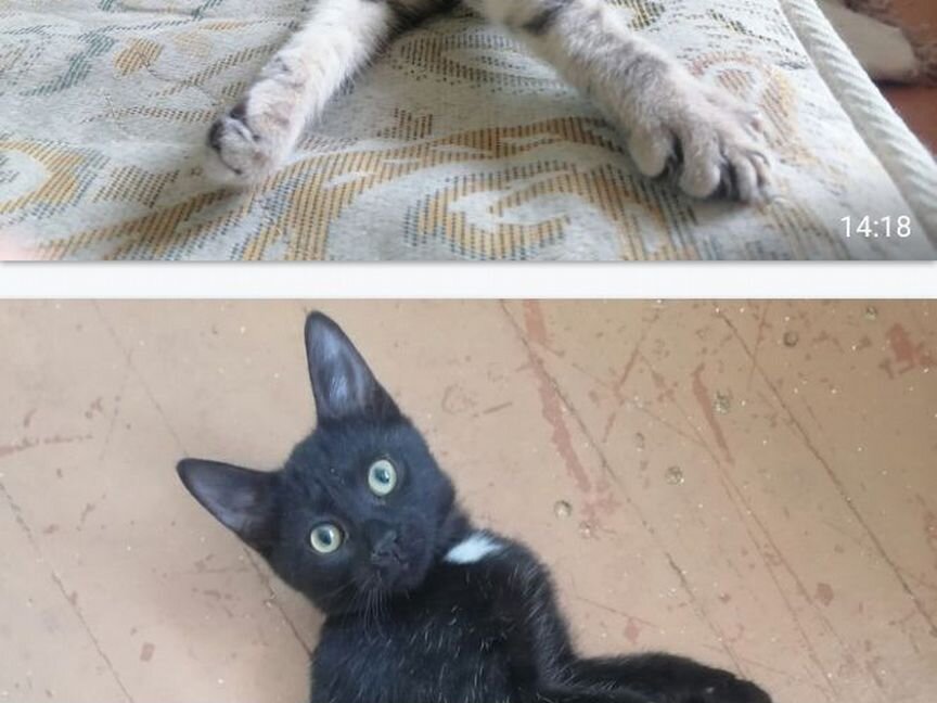 Кошки в добрые руки бесплатно