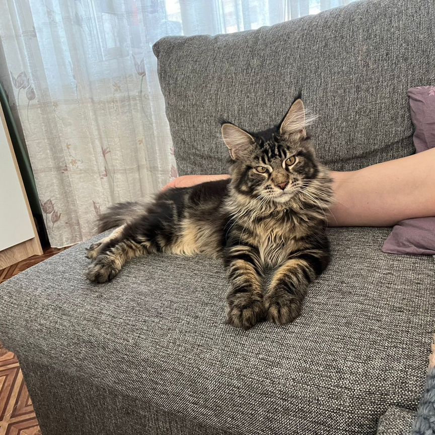 Отдам в добрые руки Кот Мейкун