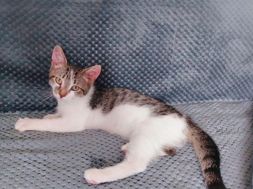 Котик- ласкушка в добрые руки