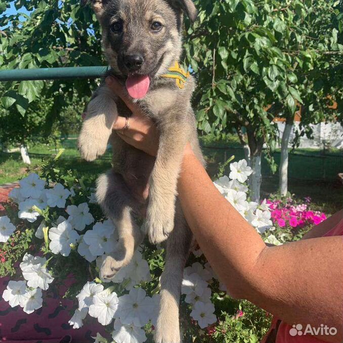 Классный щенок мальчик