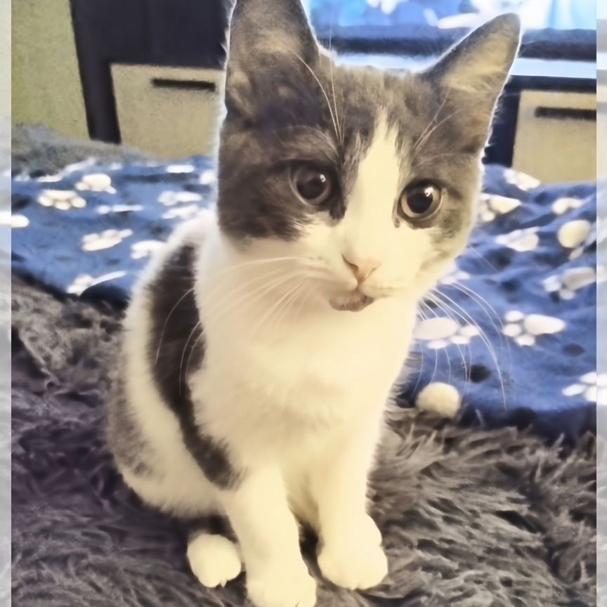 Шотландский прямоухий длинношёрстный котёнок