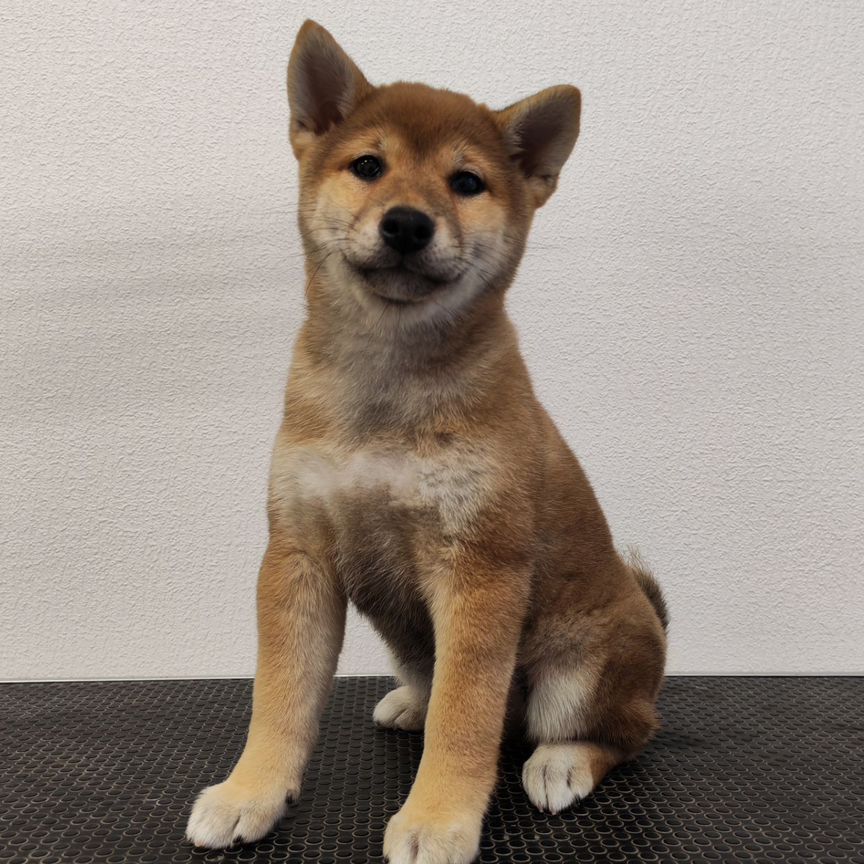 Сиба-ину, щенок