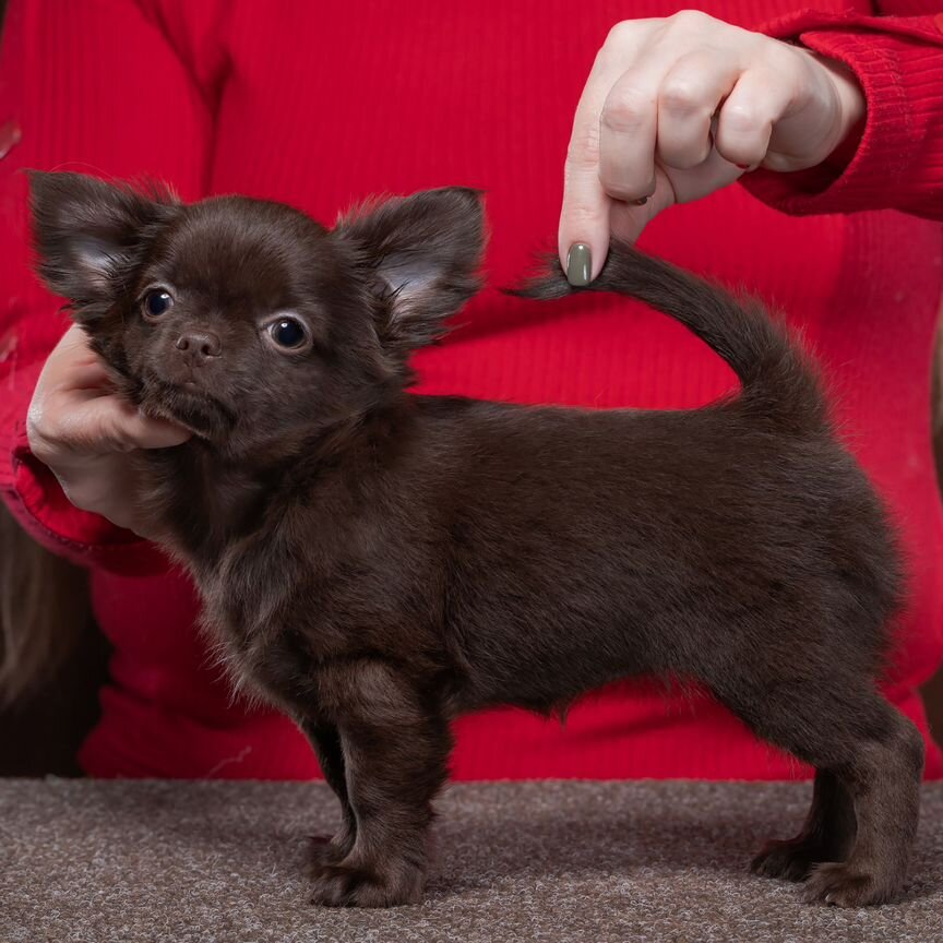 Восхитительная шоколадка