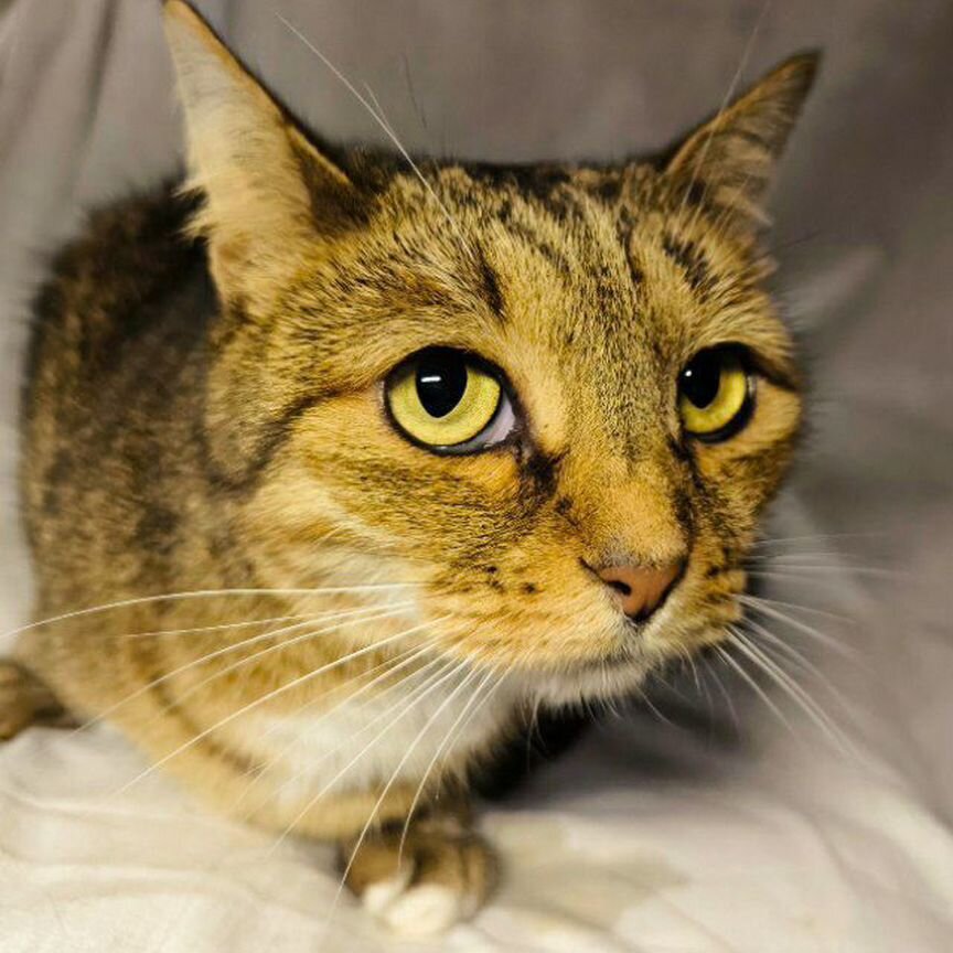 Кошка Тигра