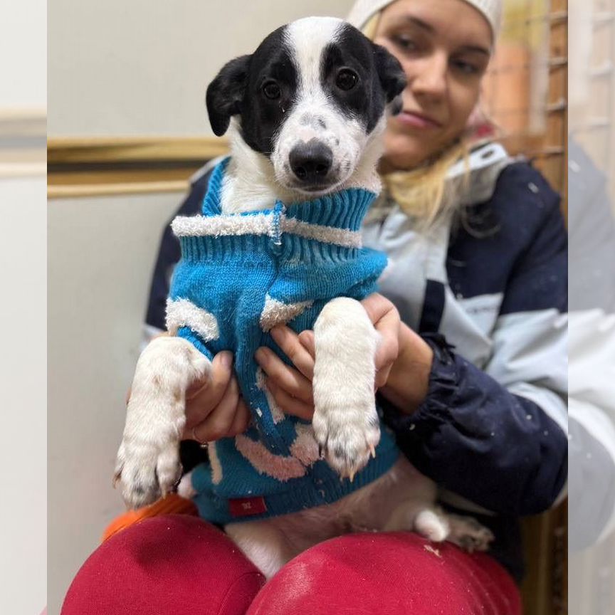 Щенок в добрые руки