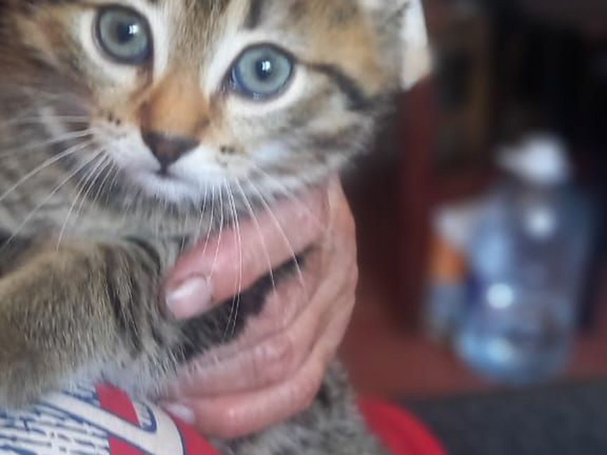 Котенок 1,5 мес. в добрые руки