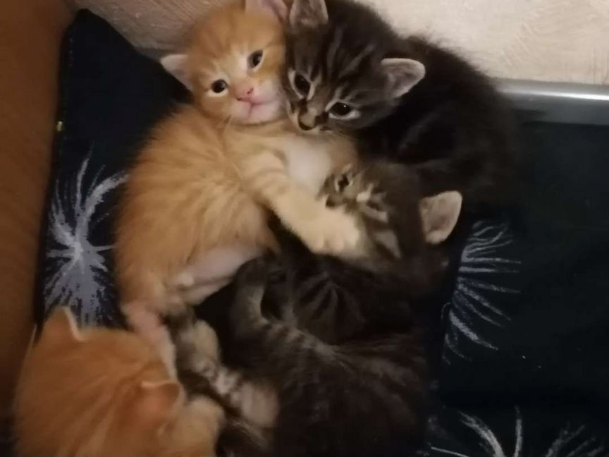 Котята курильский бобтейл помесь