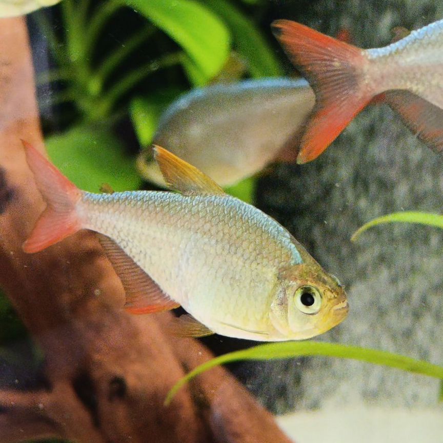 Колумбийская сапфировая тетра