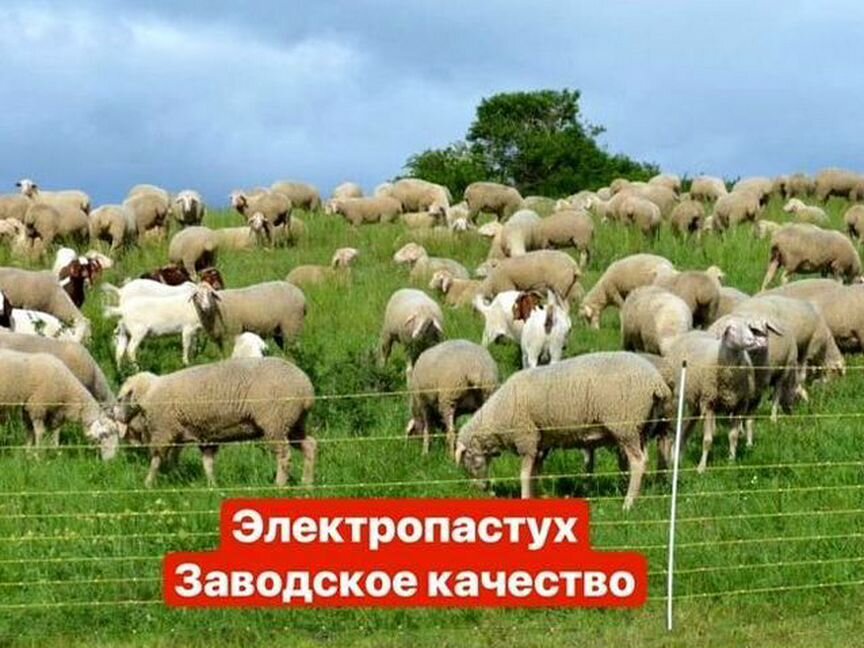 Электропастух для молочных крс и телят