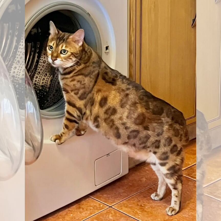 Бенгальская, взрослая кошка