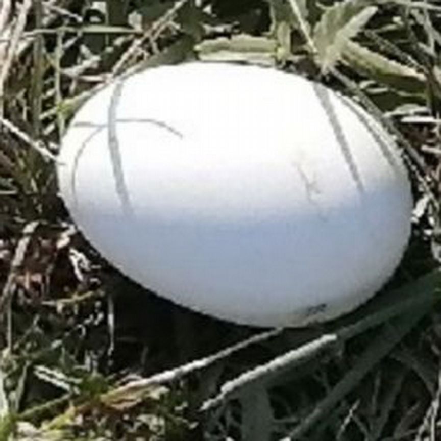 Продам яйцо гусиное