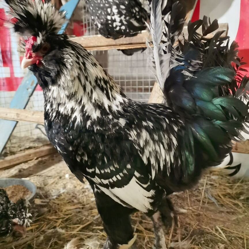 Куры петухи