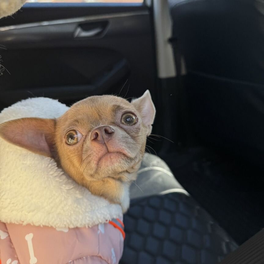 Чихуахуа документы РКФ