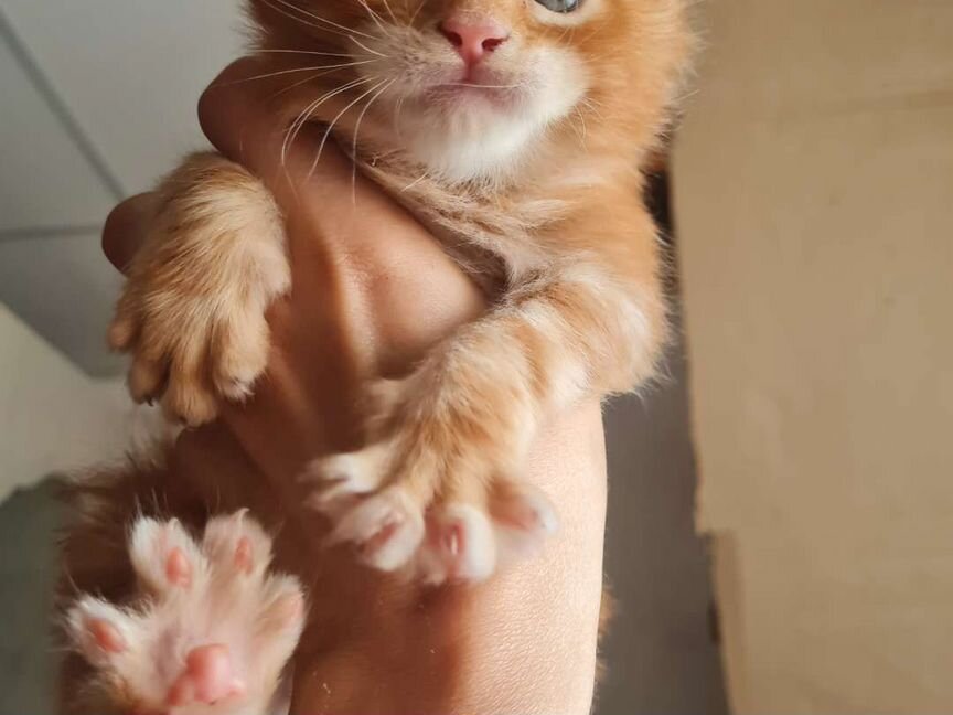 Котята мейн-кун