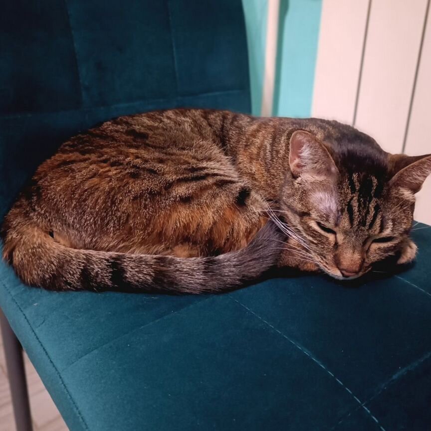Кошка Мурка 6 лет