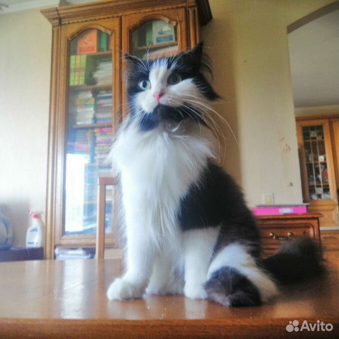 Добрая 3-х лапая кошка ищет нового друга