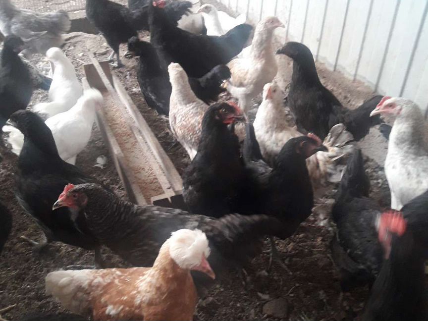 Цыплята, яйцо