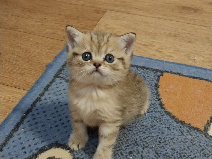 Шотландский породистый котик