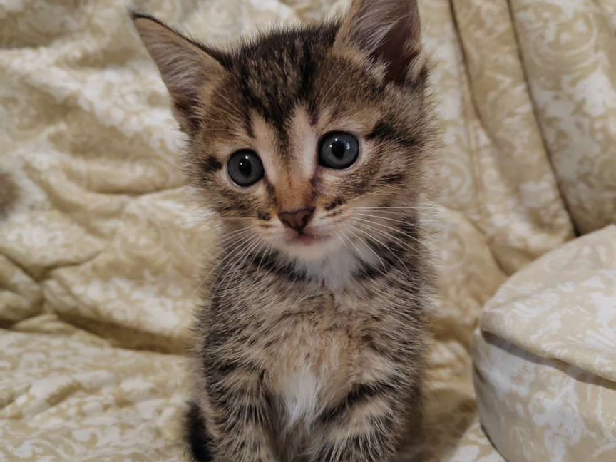 Котенок кошка в дар