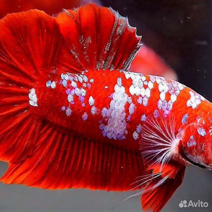 Петушок Плакат Кои (Betta splendens Plakat Koi) б