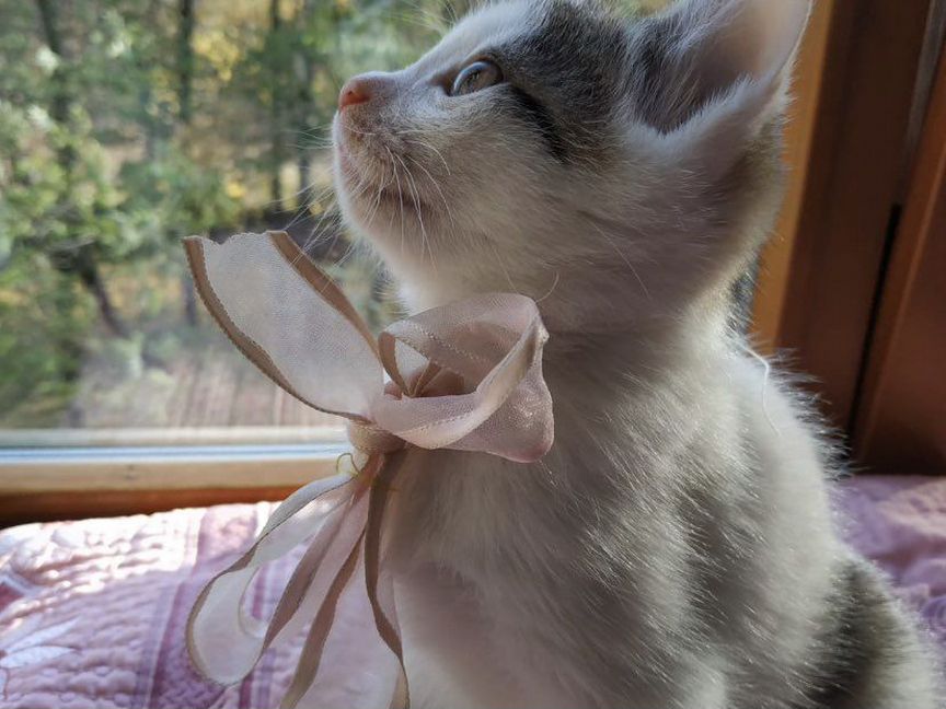 Белая Кошечка 1 месяц