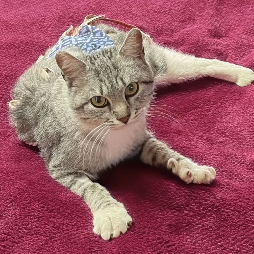 Взрослая кошка в добрые руки