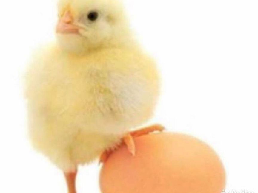 Цыпленок броллера