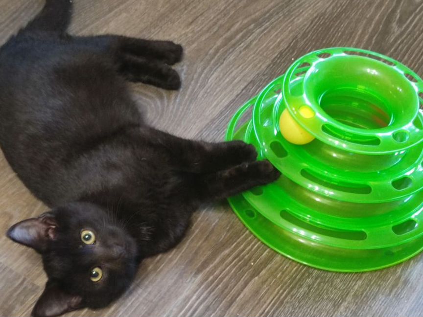 Красивый черный кот