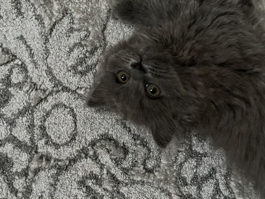 Британская шиншилла