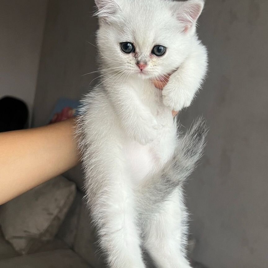 Котята серебристая шиншилла