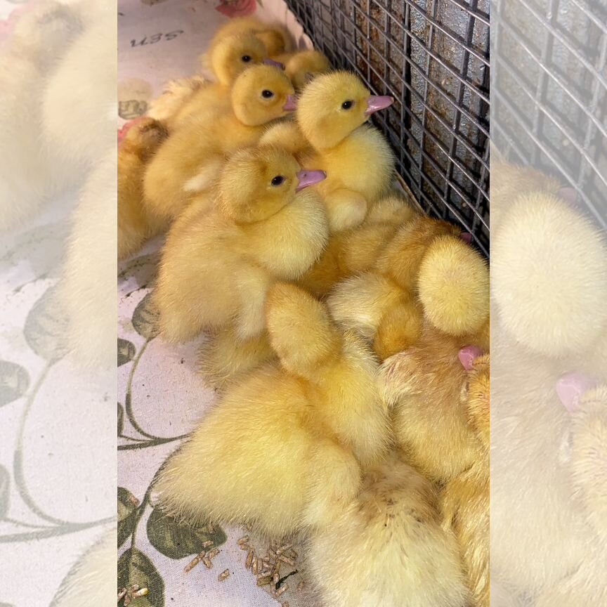 Утята мускусной утки (индоутки) белые тяжи