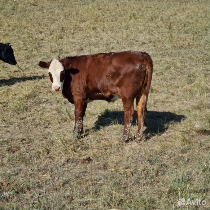 Бычки телки