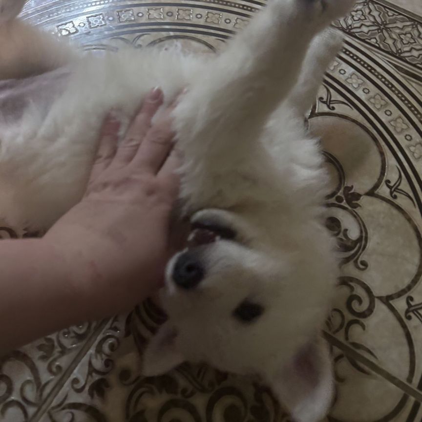 Белая швейцарская овчарка, щенок