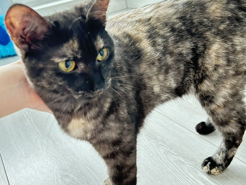 Кошечка ласковая, умная богатка